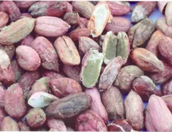 Farmers advised on dangers of Aflatoxin in peanut production