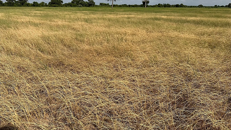 Northern Ghana drought: We did not foresee current situation ...