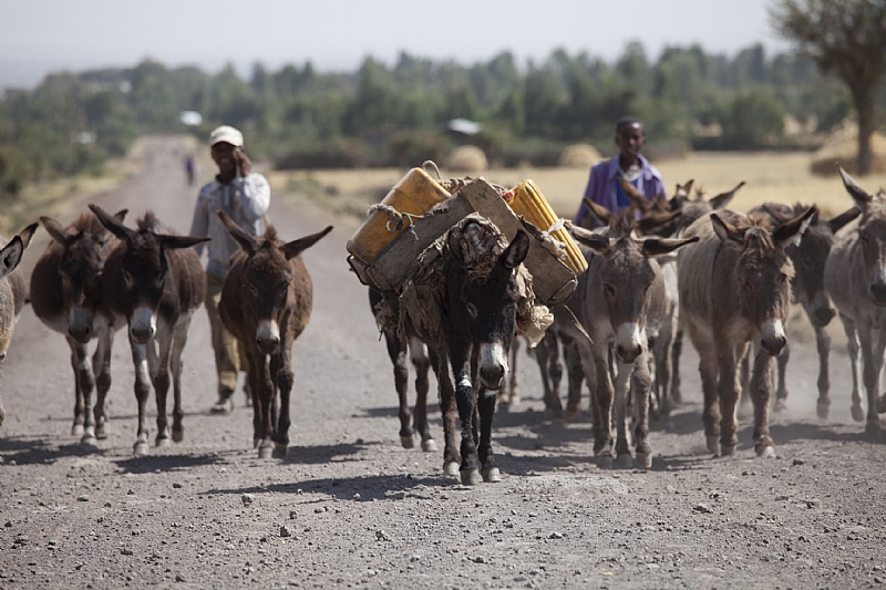 Nigeria’s proposed ban on donkey slaughter welcomed by leading ...