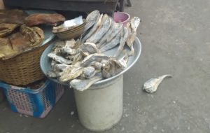 Killer fish for sale as kako