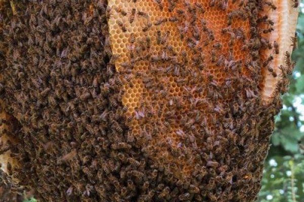 Where Are The Bees Of Mognori?