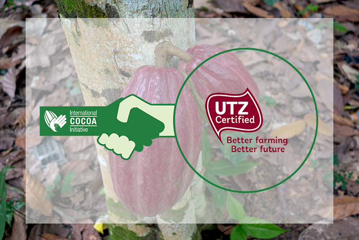 UTZ Joins The International Cocoa Initiative Geneva