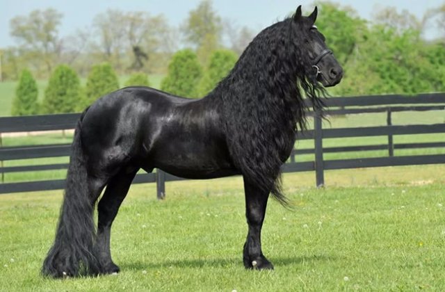 Meet the world's most handsome stallion