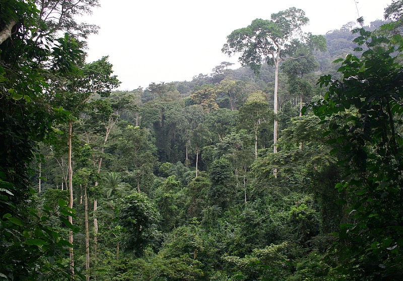Destroying The Atewa Forest Reserve Will Be Catastrophic For Ghana