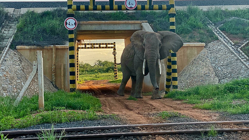 Top of the class: clever Kenyan elephants learn to use rail underpasses