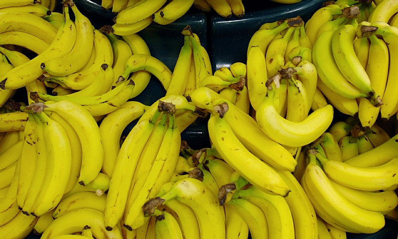 1,000 Banana Suckers AT 5th Edition Of The Ghana Garden And Flower Show