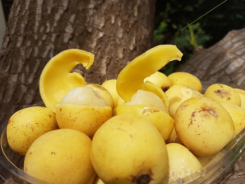 Indigenous plants and food security: a South African case study