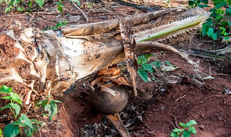 Traditional palm wine tapping method not affected by technological ...