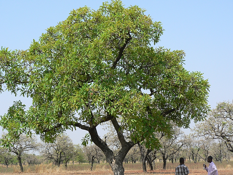 The Cry of a Shear Nut Tree