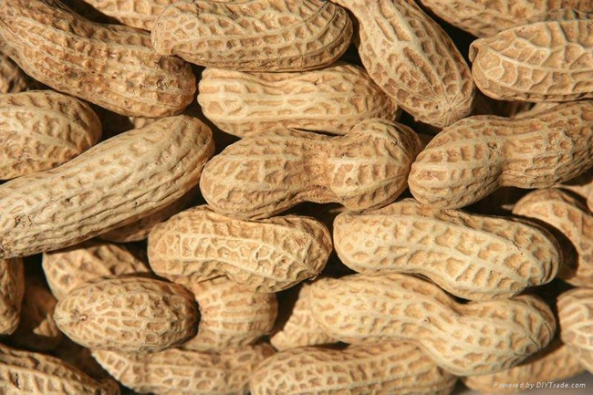 ICRISAT introduces new groundnut varieties in northern Ghana