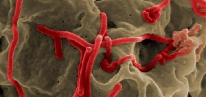 Early History Of Lassa Virus As A Biologiacal Warfare Agent