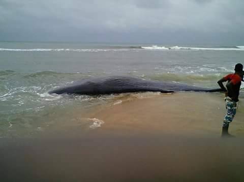 Keta: Dead Whale Washed Ashore
