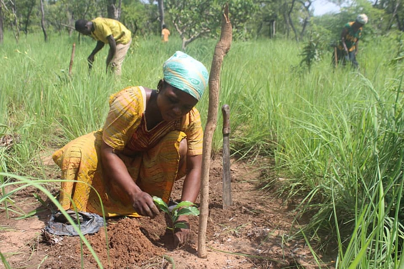 S/R- 3 Communities Plant 2,100 Trees To Restore Degraded Woodlands