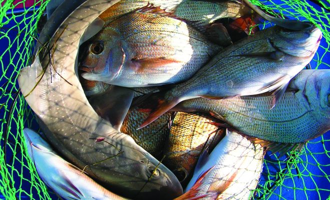 Fish Micronutrients ‘Slipping Through The Hands’ Of Malnourished People
