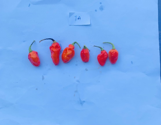 From Seedlings to Success: A Pepper Revolution?