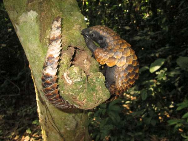 Born Free welcomes greater protection for pangolins