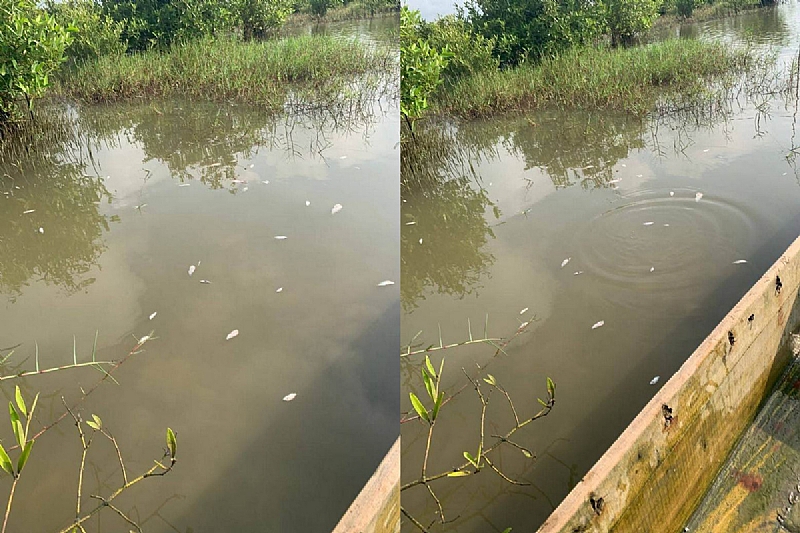 Aborlove Nolopi community alarmed as thousands of dead fishes ...