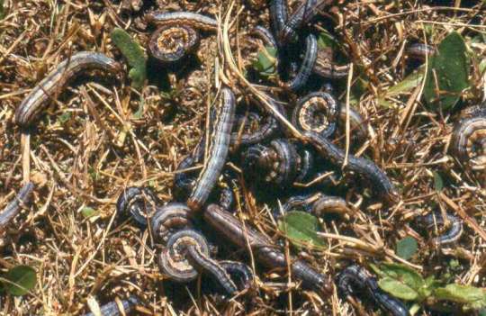 Rampaging Soldiers: Fighting Fall Armyworms On Ghanaian Farms