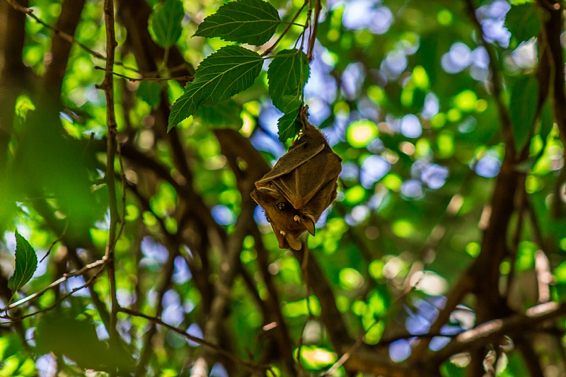 Female bats brave risky conditions for their young