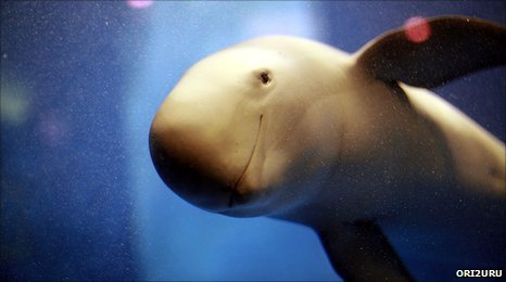 Finless porpoises on brink of extinction