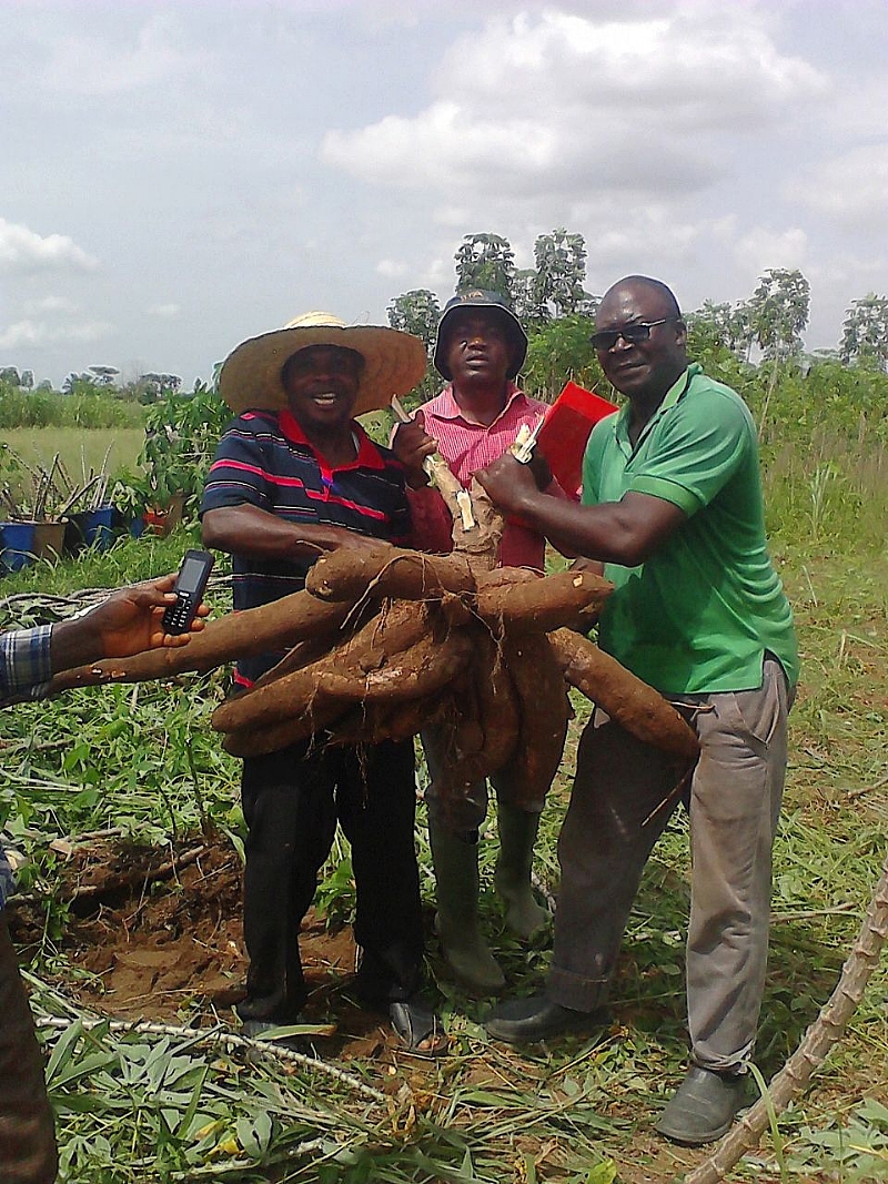Preliminary results show farmers can double cassava yield with improved ...