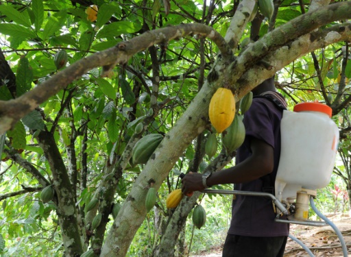 4,000 'slave' child workers removed from cocoa plantations