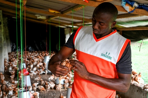 Young Ivorian workers snub Abidjan to settle in rural west