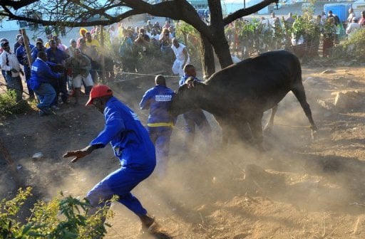 Animal ritual sacrifice celebrates ANC centenary history