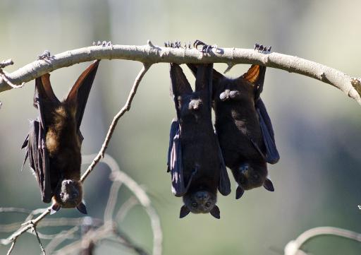 Bats may hold henipavirus threat for W Africa: study
