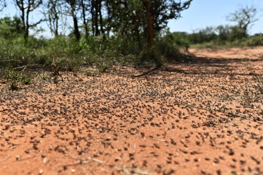 DR Congo latest victim of locust swarms: experts