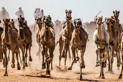 Camel racing storms back in Sinai after virus hiatus