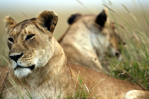 First lions to return to Rwanda after over two decades