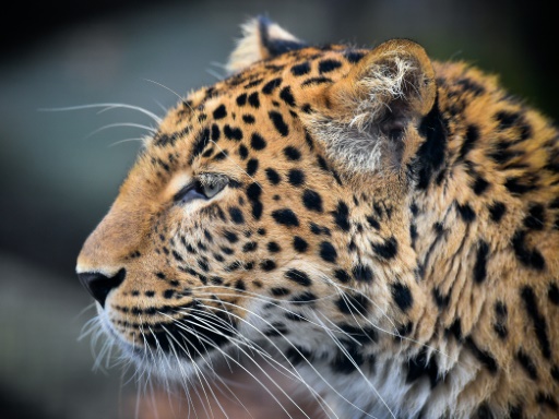 Guide survives leopard mauling at S.Africa's Kruger Park