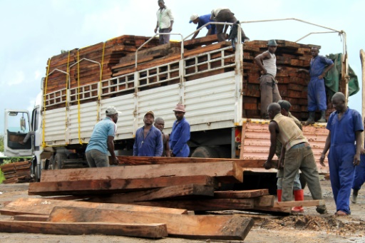 Illegal logging threatens 'ecological disaster': DR Congo bishop