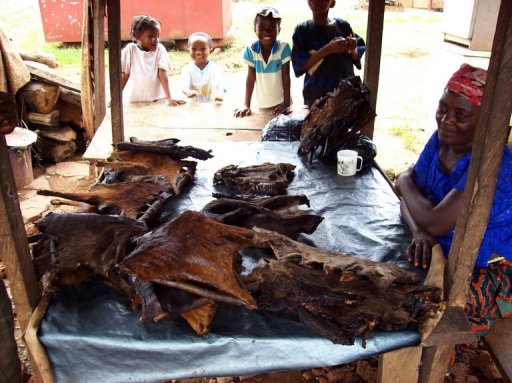 Illegally imported bushmeat contained bacteria: study
