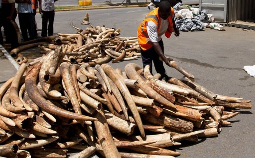 Kenya seizes three tonnes of ivory at port