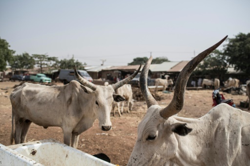Suspected cattle thieves 'kill 26' in NW Nigeria