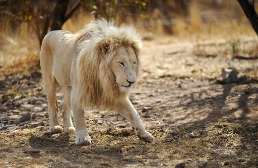 Lion makes surprise comeback in Gabon