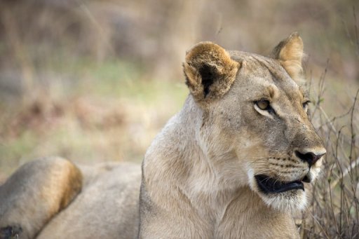 Lion on the loose in South Africa
