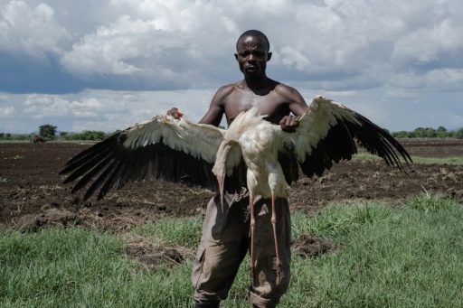 Ugandans kill migrating storks in desperation for food