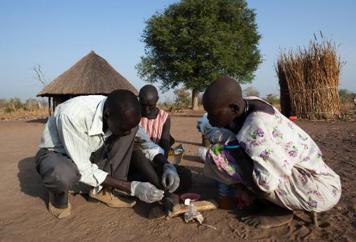 Medics celebrate 'remarkable' step to eliminating flesh-burrowing worm