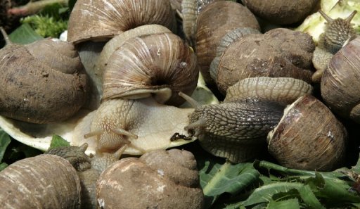 Moroccan snails: from street food to upscale snack