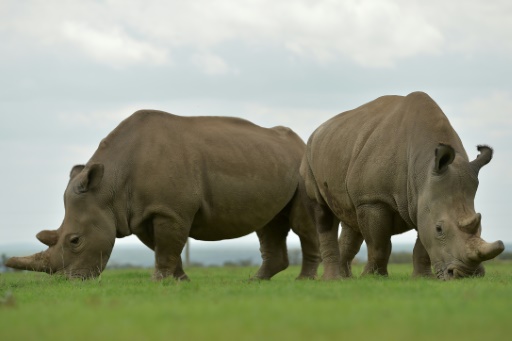 Scientists create embryos, hope to save near-extinct rhino