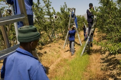 One dead in S.Africa farmworker unrest
