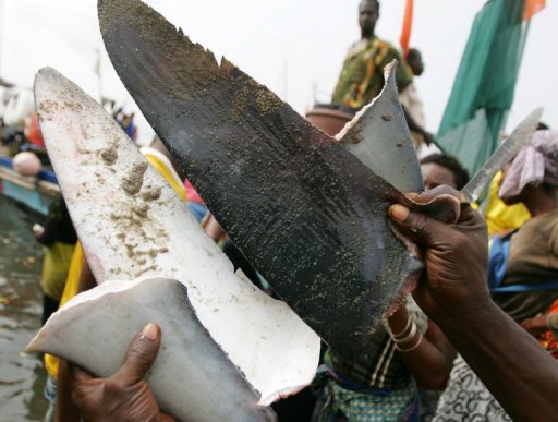 Shark fin hunt empties west African seas