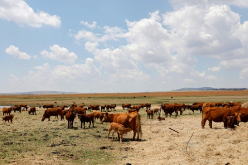 South Africa ramps up vaccinations as foot-and-mouth hits herds