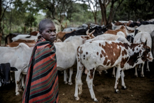 African cattle bred for toughness tested by climate change