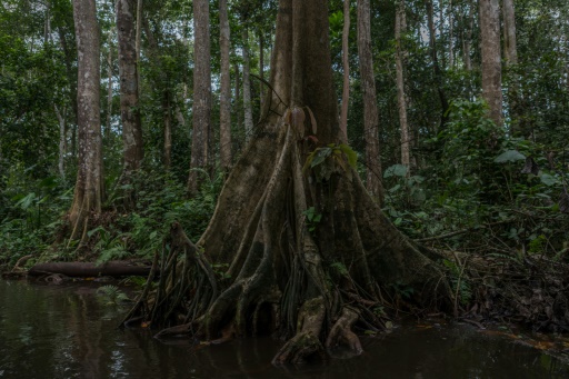 Benin's rare swamp forest 'at risk of disappearing'
