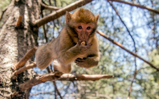 Morocco fights to save its iconic monkey
