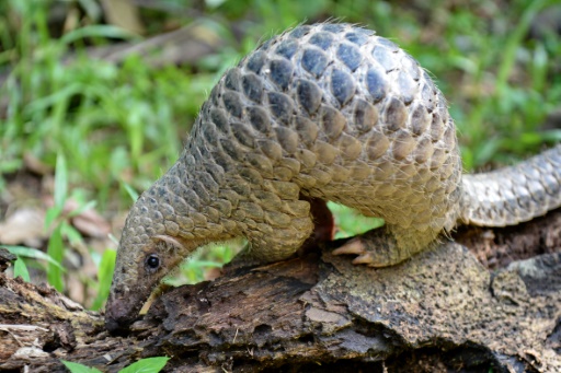 I.Coast burns 3 tonnes of pangolin scales